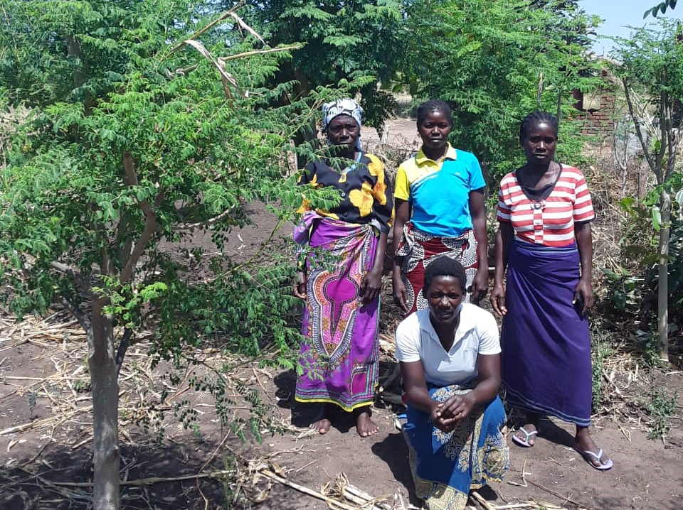 Combatting Malnutrition in Malawi With The Moringa Miracle | AFR100
